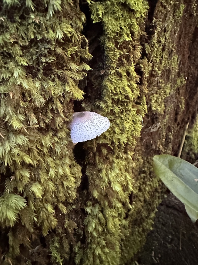 Skullcap Dapperling from Oʻahu, Kailua, HI, US on December 2, 2023 at ...