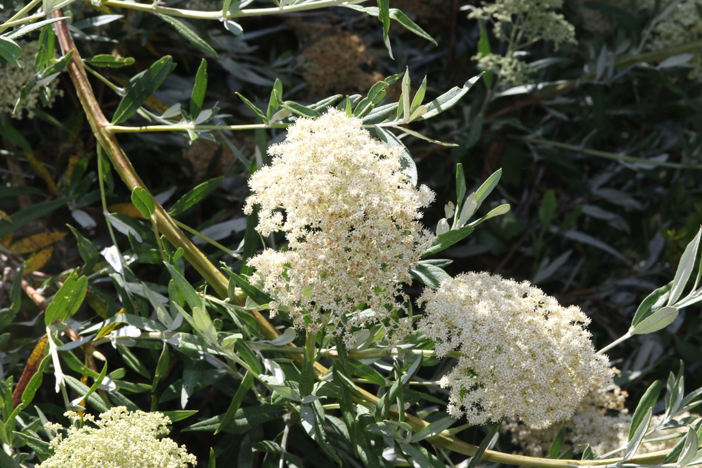 False Olive from Overberg District Municipality, South Africa on ...