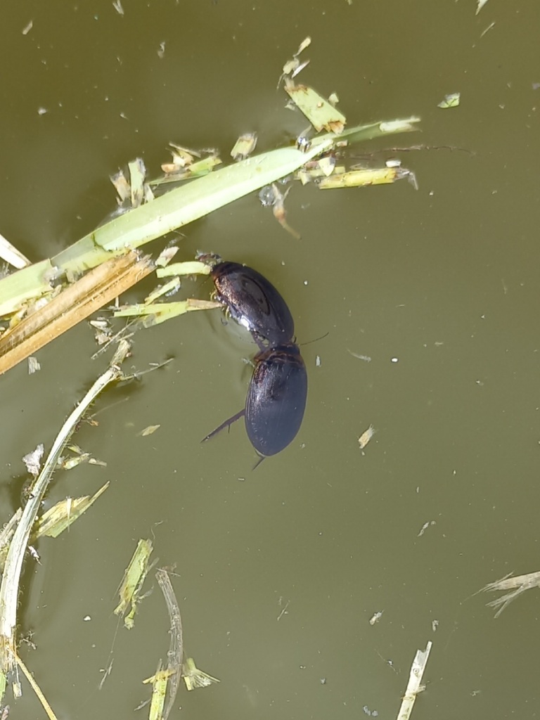 Rhantus from Betty's Bay, 7141, South Africa on November 26, 2023 at 03 ...