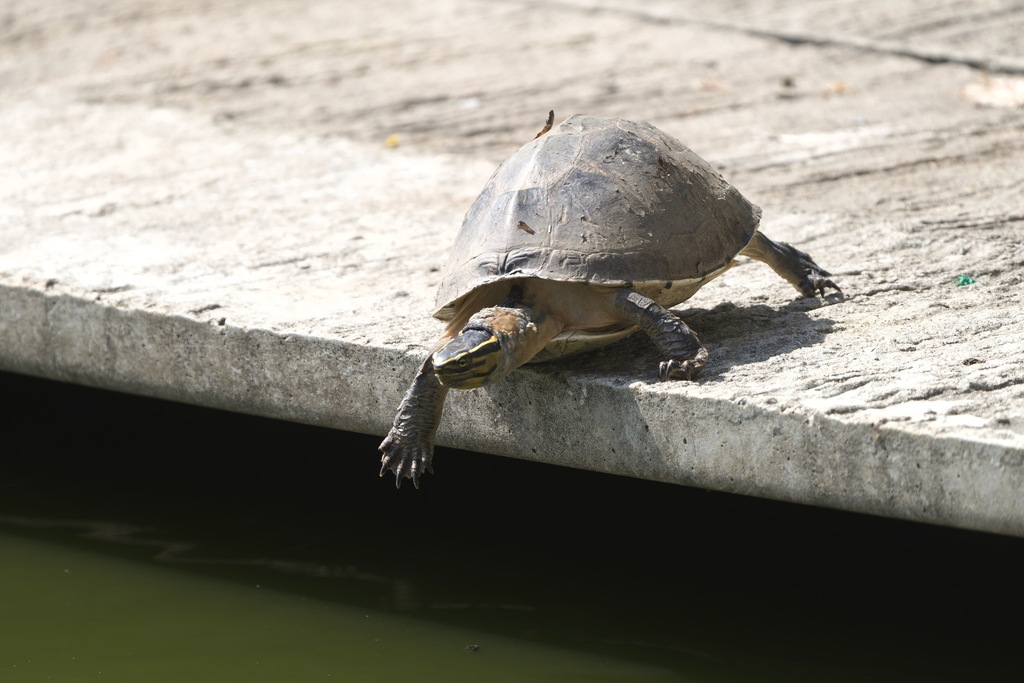 Domed Malayan Box Turtle in December 2023 by Sam Hambly · iNaturalist