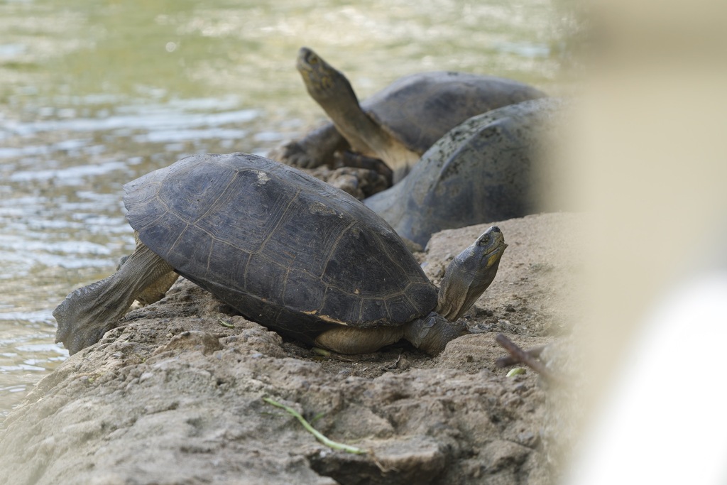 Yellow-headed Temple Turtle in December 2023 by Sam Hambly · iNaturalist