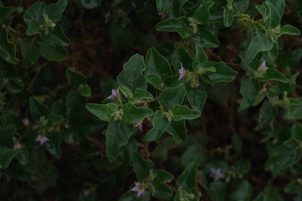 Common Snake-apple from Loop to the north of Makana LM via Hounslow ...