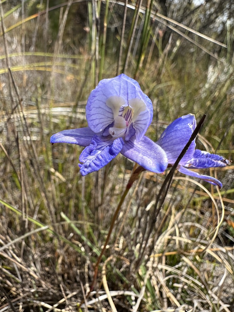 Early Blue Disa from Overberg District Municipality, South Africa on ...