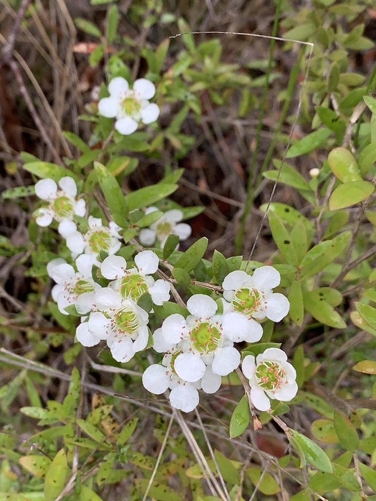 Tantoon from Cathedral Rock National Park, Ebor, NSW, AU on November 25 ...