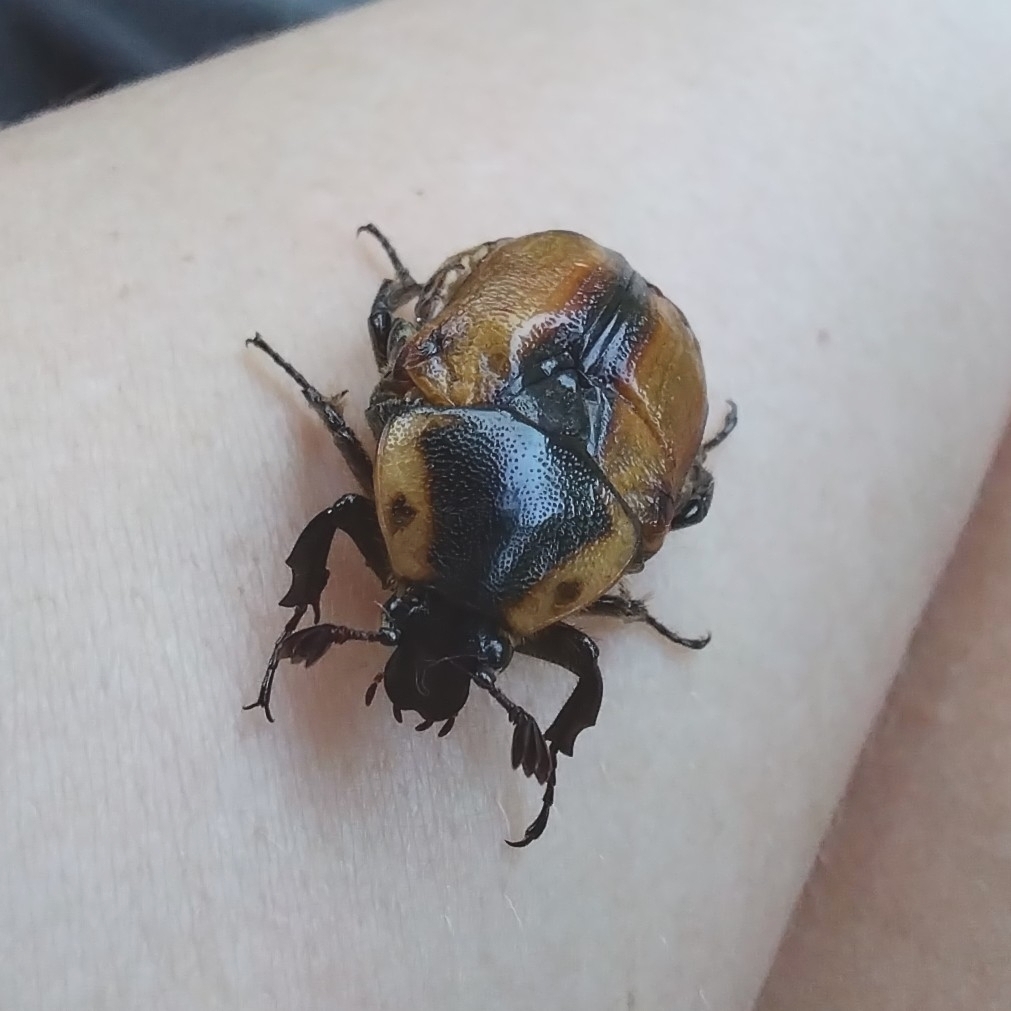 Cowboy Beetle from Woombye QLD 4559, Australia on December 4, 2023 at ...