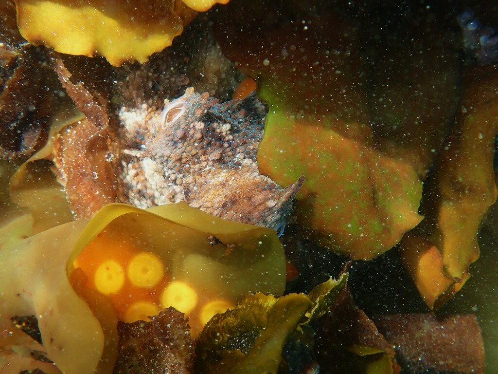 Common Octopus from City of Cape Town, ZA-WC, ZA on December 3, 2023 at ...