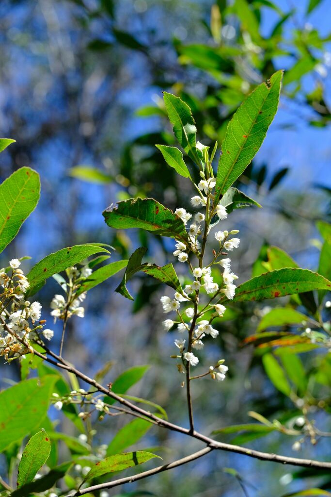 Blueberry ash from Coffs Harbour NSW, Australia on November 27, 2023 at ...