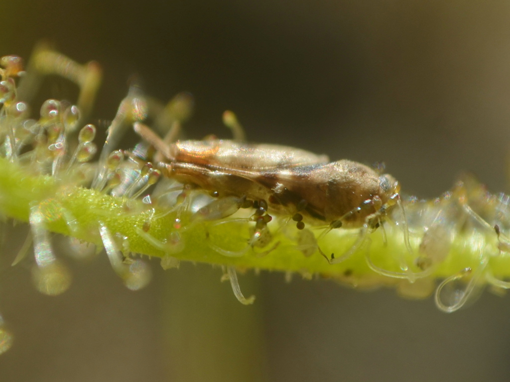 Tridactylus australicus from Nitmiluk NT 0852, Australia on March 7 ...