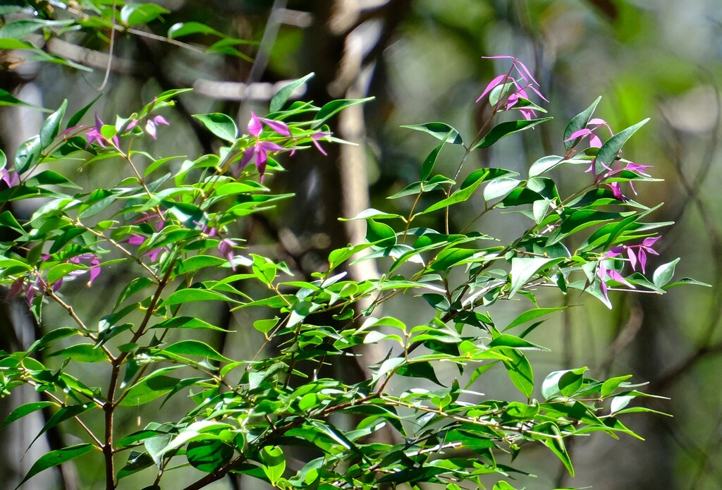 Waterberries from Coffs Harbour NSW, Australia on November 27, 2023 at ...