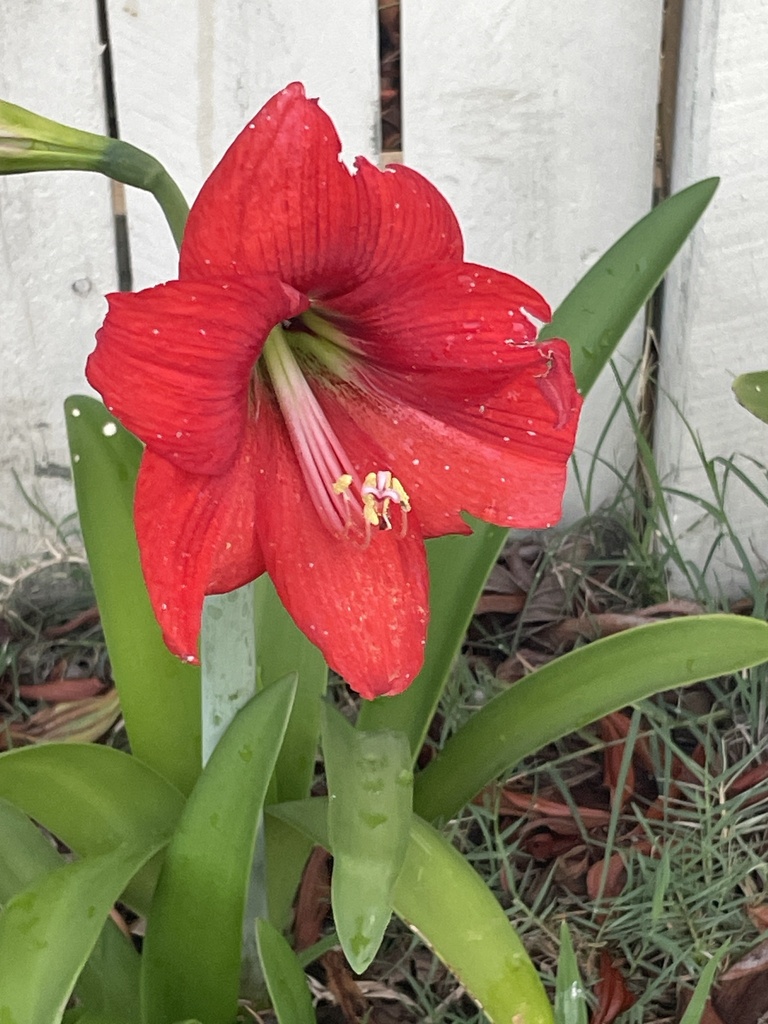 Hippeastrum hybridum from Prospect St, Wynnum, QLD, AU on December 4 ...