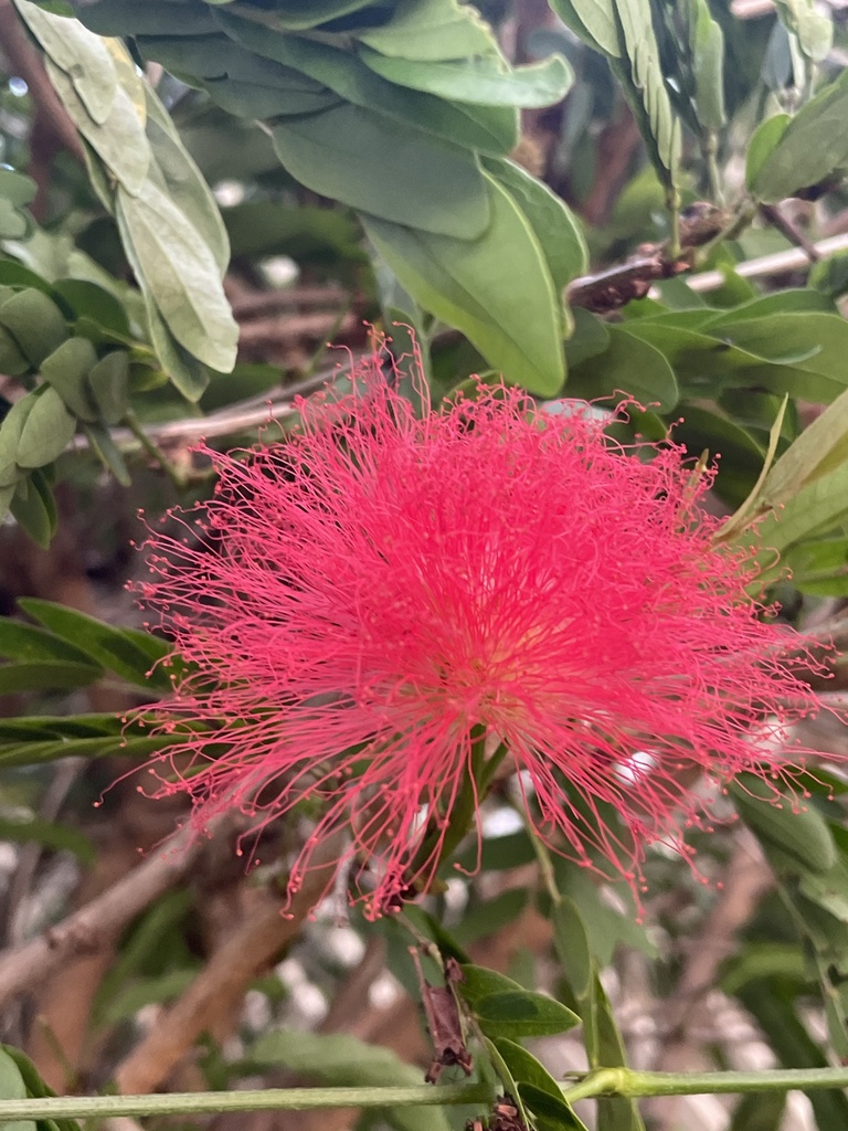 scarlet powder-puff from Prospect St, Wynnum, QLD, AU on December 4 ...