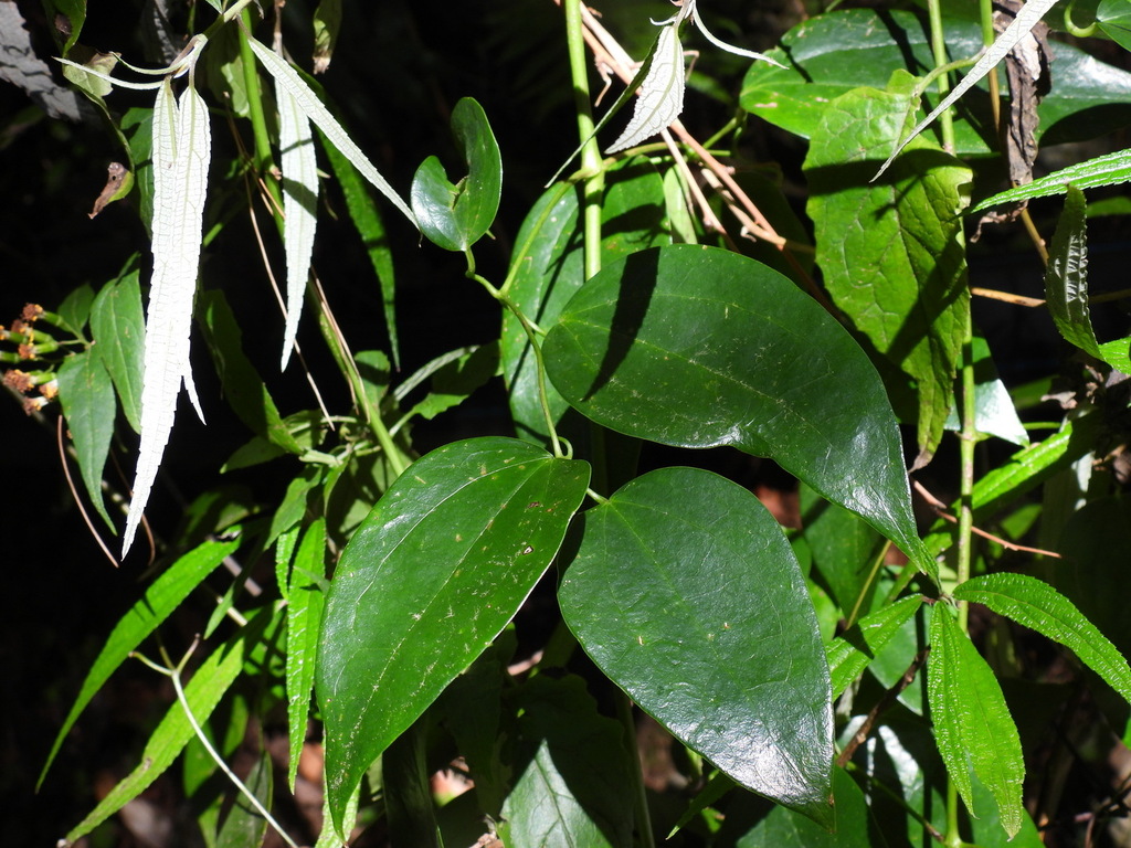 Clematis uncinata from 546台灣南投縣仁愛鄉 on November 22, 2023 at 10:21 AM by ...