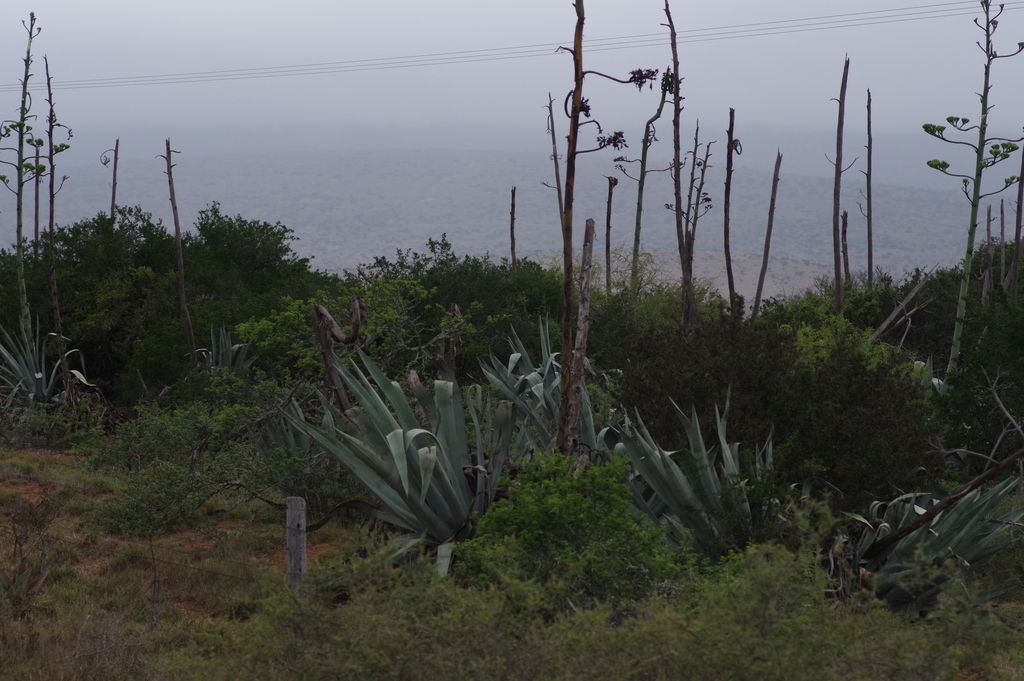 American century plant from Loop to the north of Makana LM via Hounslow ...