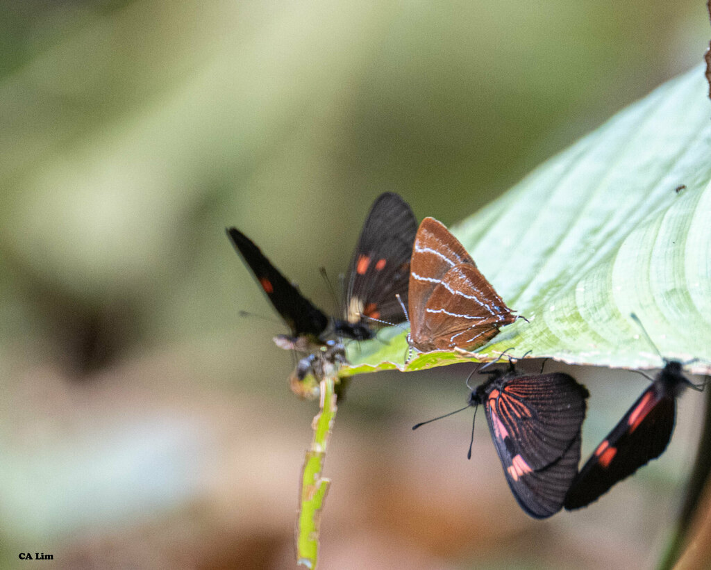 Ianusanta ianusi from Topo, Ecuador on November 13, 2023 at 04:43 PM by ...