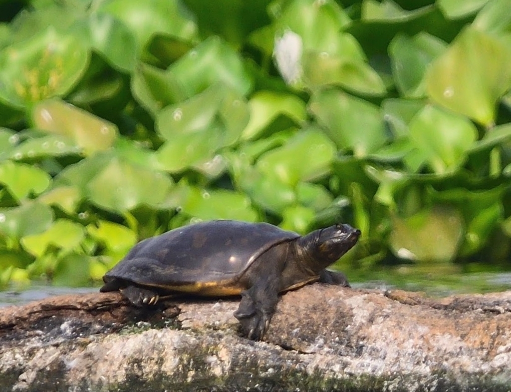 Indian Flapshell Turtle from G967+VF4 Lake garden, Dhakuria, Rabindra ...