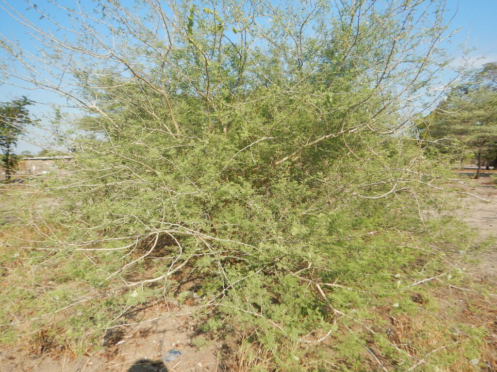 Blue Thorn from Zambezi Region, Namibia on November 25, 2023 at 04:28 ...