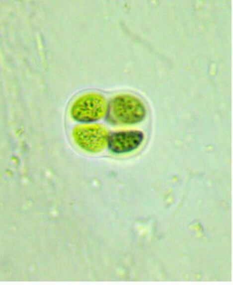 Chroococcus from Gajedi 32900, Nepal on May 20, 2020 at 03:02 PM by ...