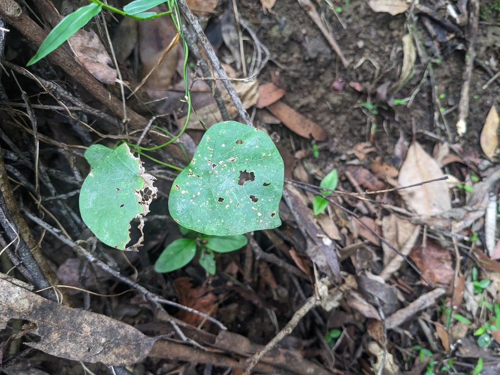 Tapevine from Bonville NSW 2450, Australia on November 25, 2023 at 09:52 AM by Nathanael Green ...