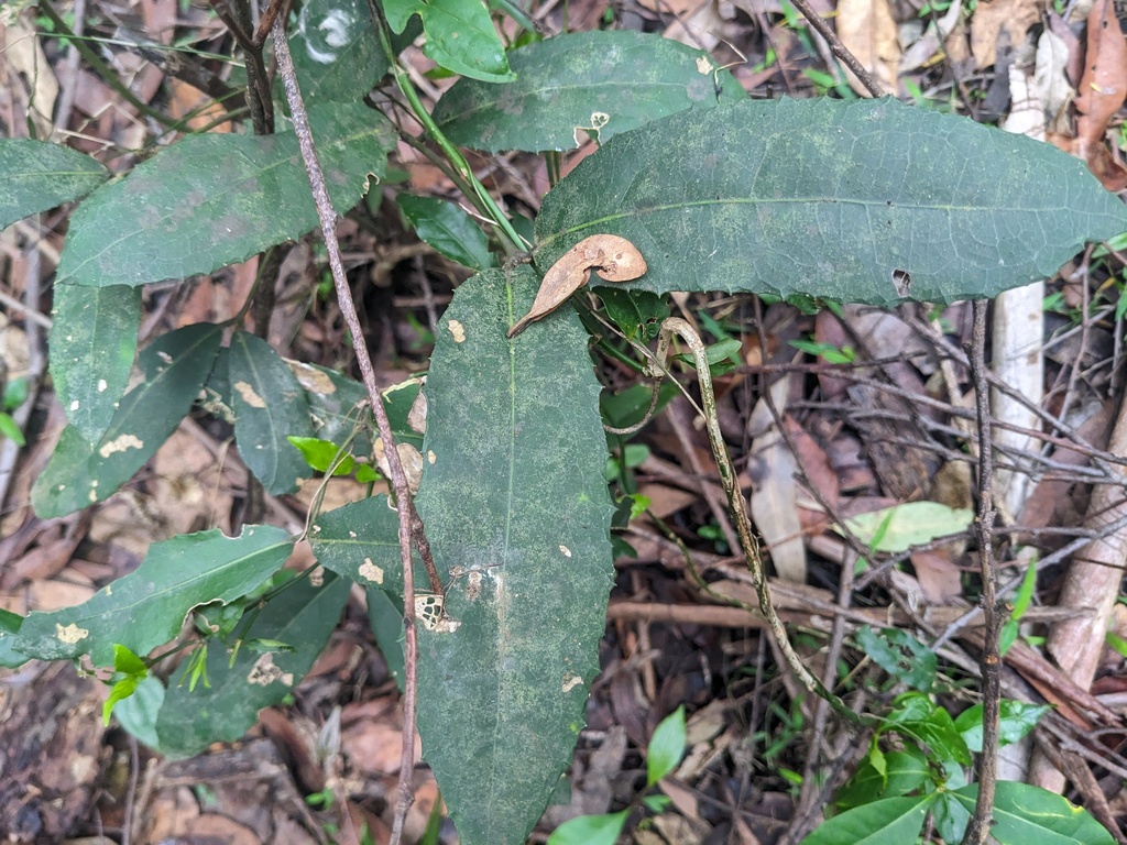 Common Wilkiea from Bonville NSW 2450, Australia on November 25, 2023 at 09:53 AM by Nathanael ...