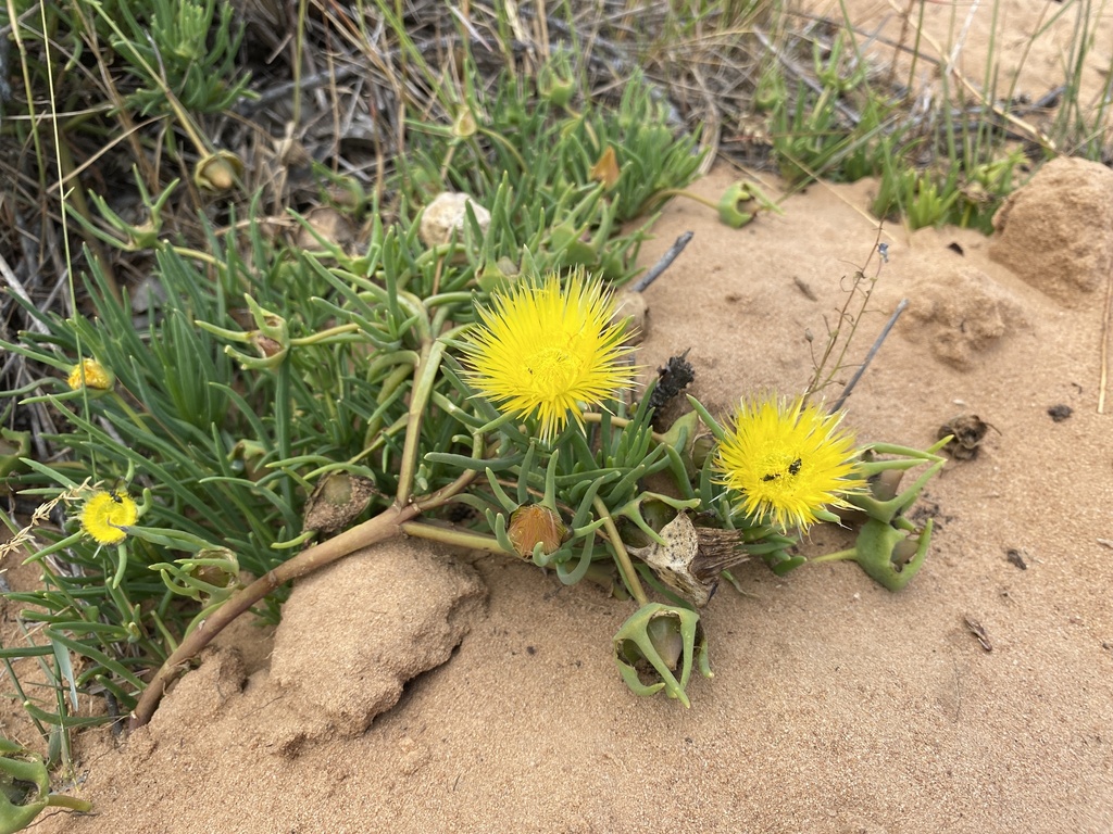 Pig's-root from Garden Route District Municipality, South Africa on ...