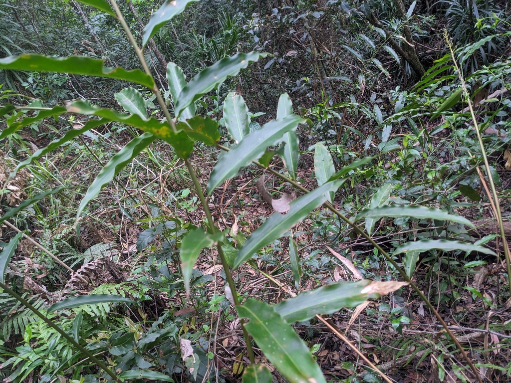 Shell Gingers from Bonville NSW 2450, Australia on November 25, 2023 at 09:53 AM by Nathanael ...