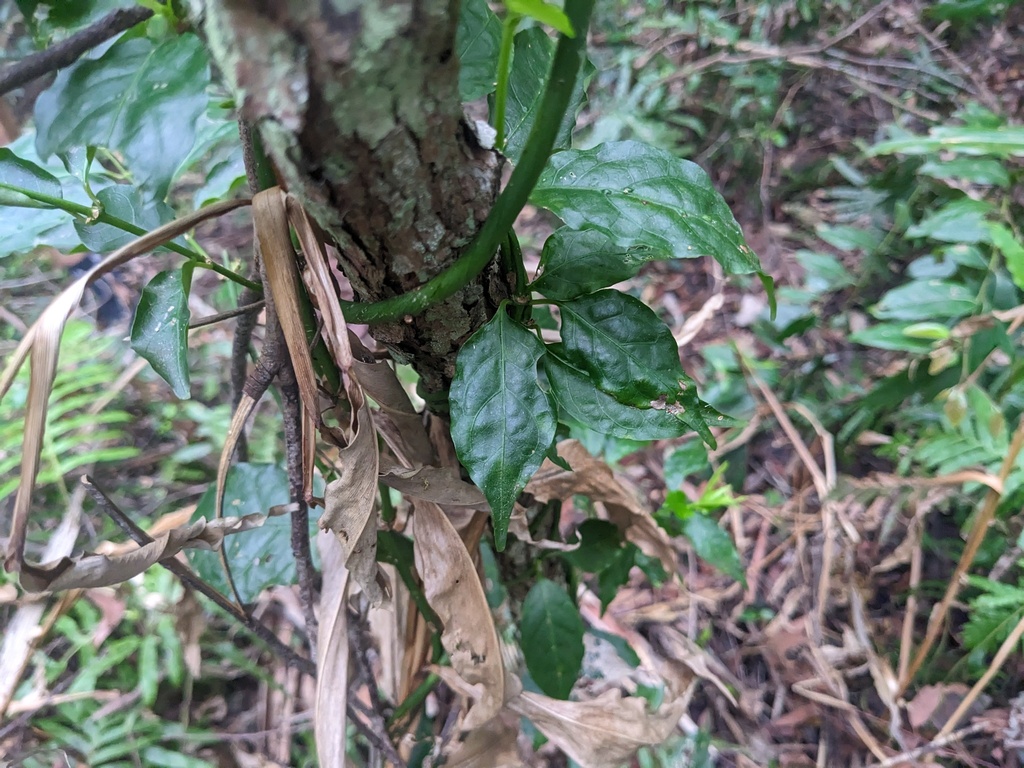 sweet morinda from Bonville NSW 2450, Australia on November 25, 2023 at 09:53 AM by Nathanael ...