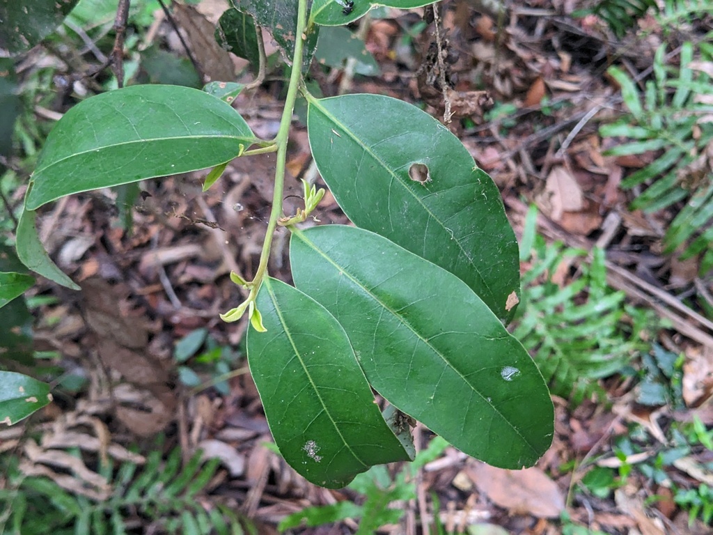 dicots from Bonville NSW 2450, Australia on November 25, 2023 at 09:55 AM by Nathanael Green ...
