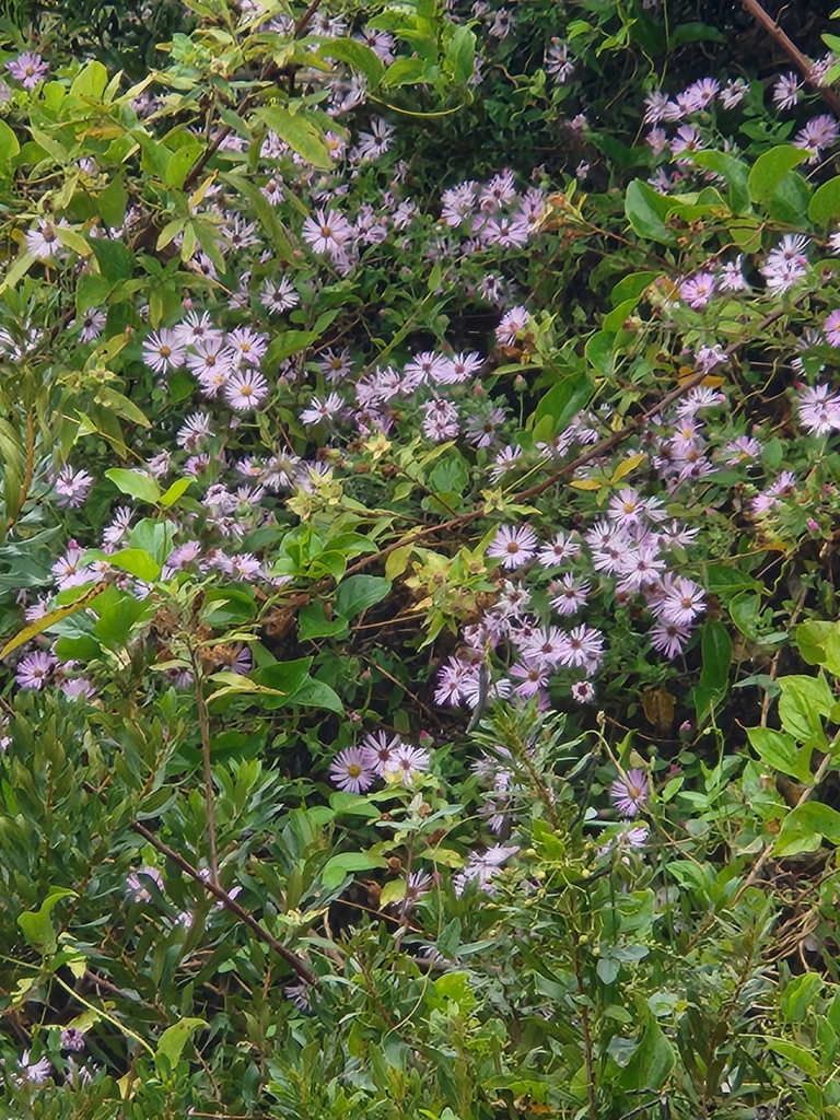 Climbing Aster from Fairview Shores, FL, USA on November 24, 2023 at 12:28 PM by Noah Stefanik ...