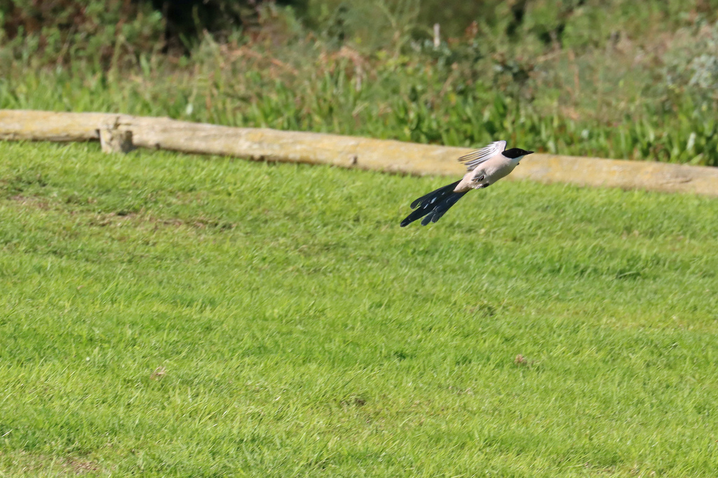 Iberian Magpie from Loulé, Portugal on November 13, 2023 at 02:13 PM by ...