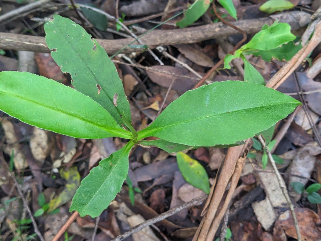Climbing Guinea flower from Bonville NSW 2450, Australia on November 25, 2023 at 09:55 AM by ...
