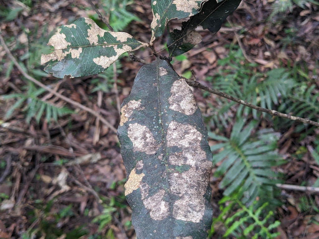 Australian tamarind from Bonville NSW 2450, Australia on November 25, 2023 at 09:56 AM by ...