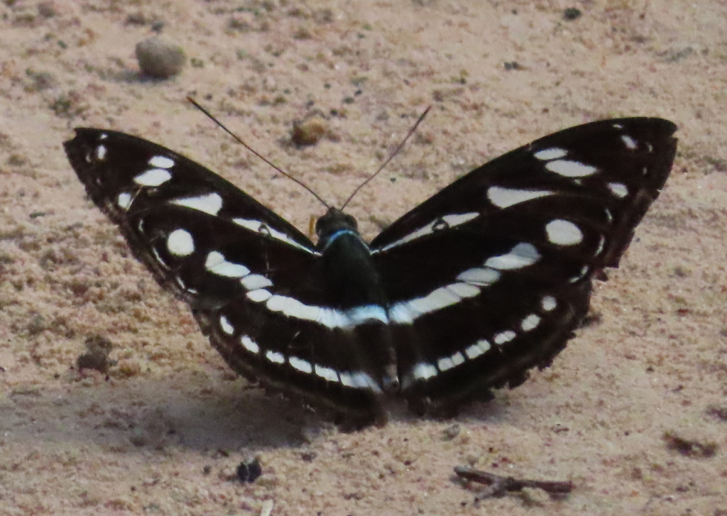 Athyma from Krong Siem Reap, Cambodia on December 4, 2023 at 11:24 AM ...