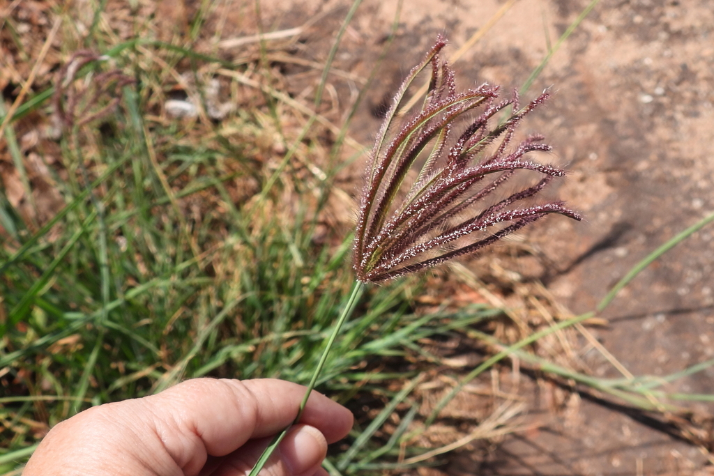 Finger Grass from Yirrkala NT 0880, Australia on November 25, 2023 at ...