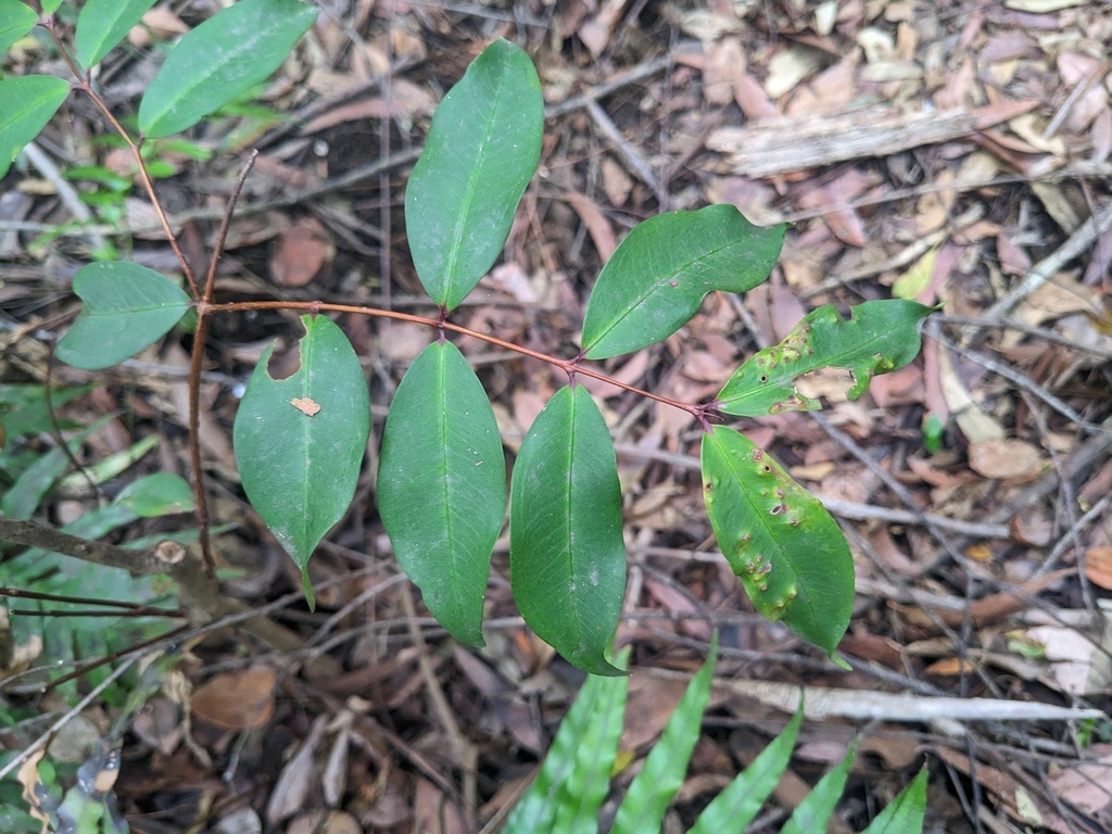 Pilidiostigma glabrum from Bonville NSW 2450, Australia on November 25, 2023 at 09:57 AM by ...