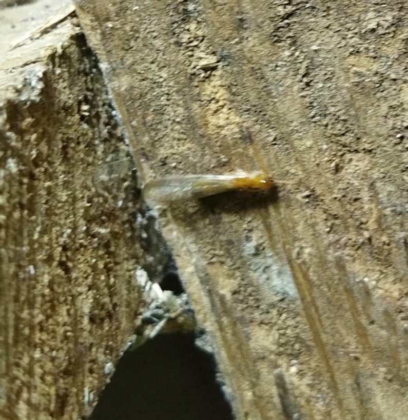 Termites from Davao City, PH-DS, PH on December 4, 2023 at 05:47 PM by ...