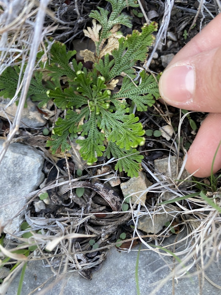 resurrection plant from Seminole Canyon State Park & Historic Site ...