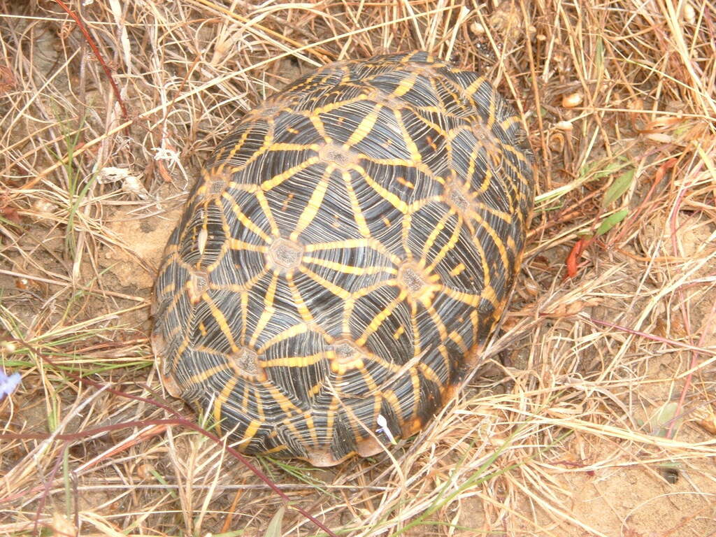 Geometric Tortoise in January 2004 by Eddy Smith · iNaturalist