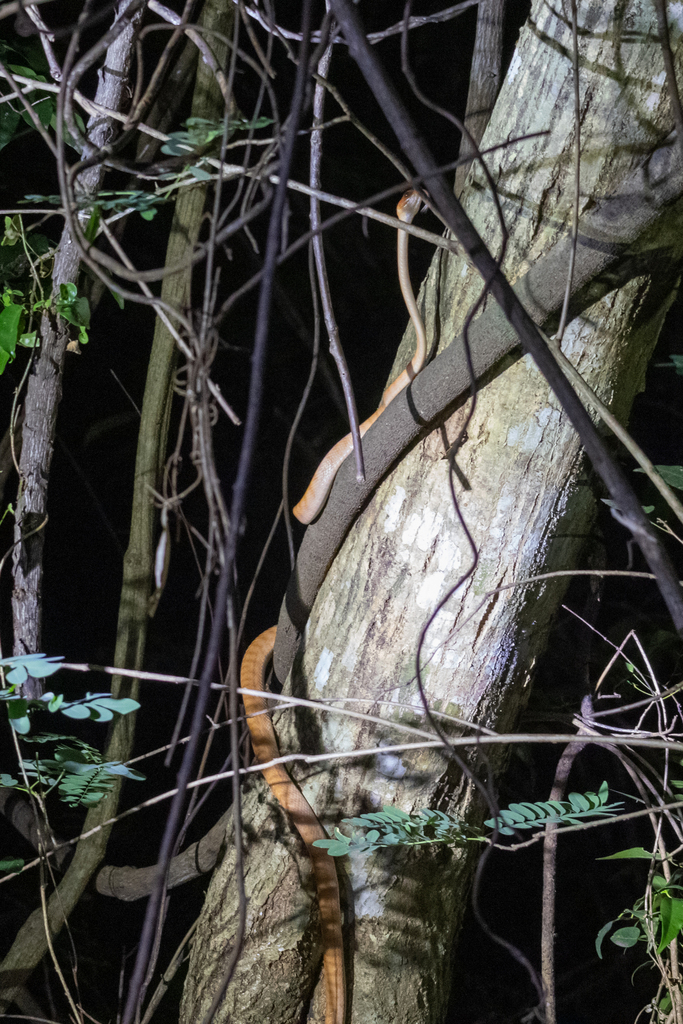 Orange Tree Snake in November 2023 by grayhairstreak · iNaturalist