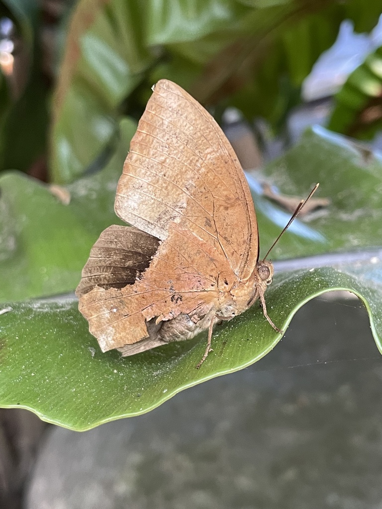 Common Duffer from 臺灣島, 秀林鄉, HUA, TW on August 27, 2023 at 02:07 PM by ...