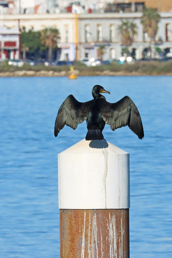 Great Cormorant from Vila Real de Santo António, Portugal on November ...