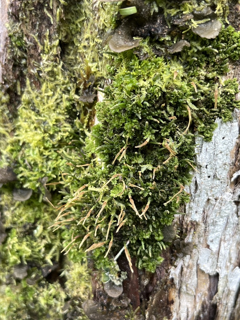 Dendrocerotidae in December 2023 by alexbarnard · iNaturalist