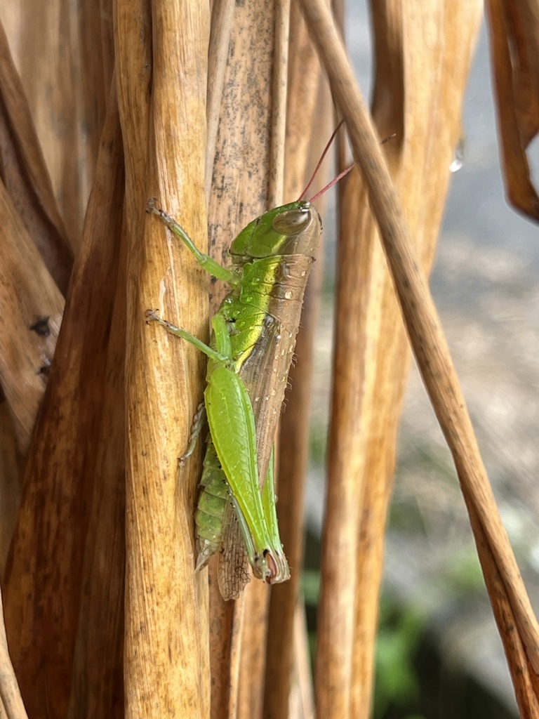Chinese rice grasshopper in December 2023 by Nakatada Wachi · iNaturalist