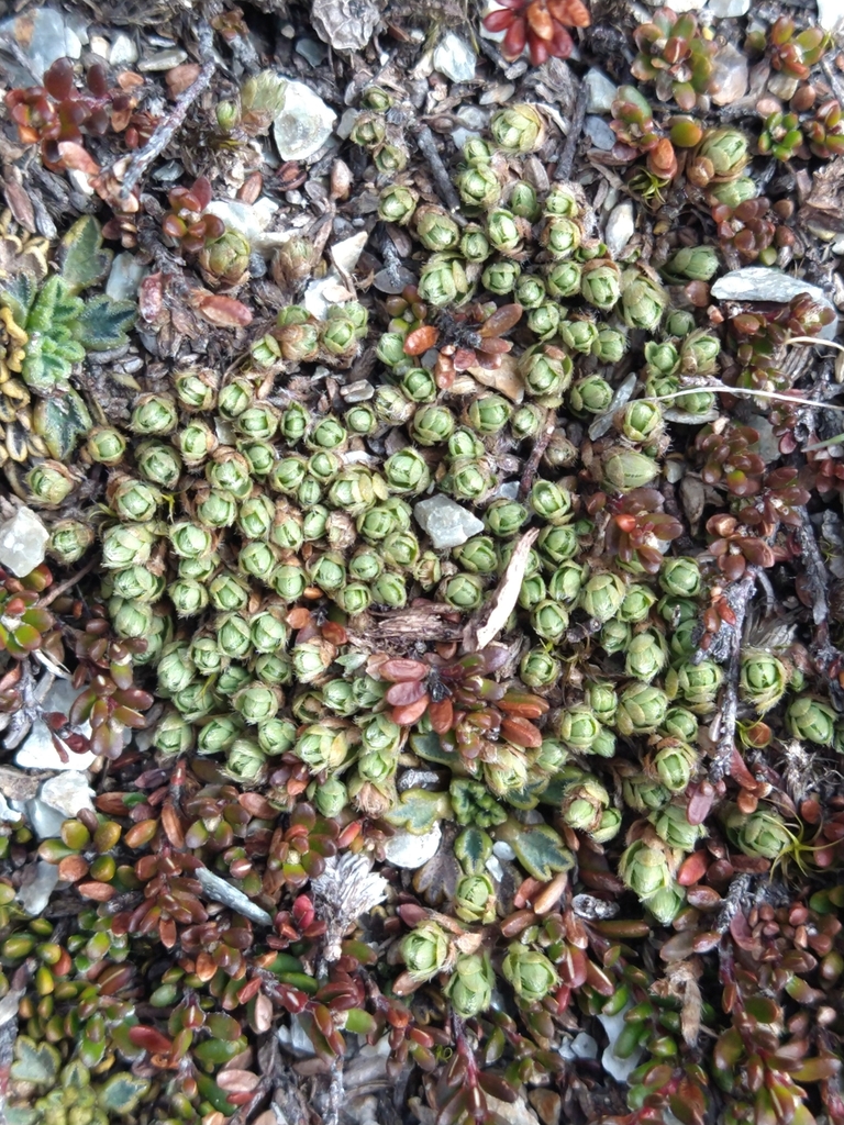 Drapetes from Ushuaia, AR-TF, AR on December 3, 2023 at 02:45 PM by ...