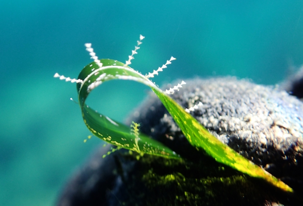 Sertularia perpusilla from Espanya on December 3, 2023 at 01:22 PM by ...