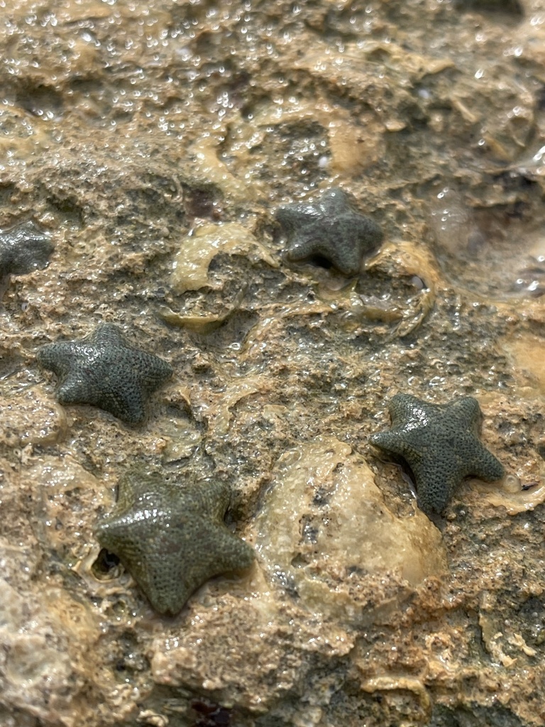 Dwarf Cushion Star from Innes/penton Vale Ward, Point Turton, SA, AU on ...