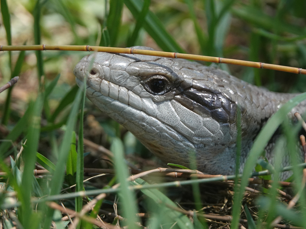 Common Blue-tongued Skink from Central Coast NSW, Australia on November ...