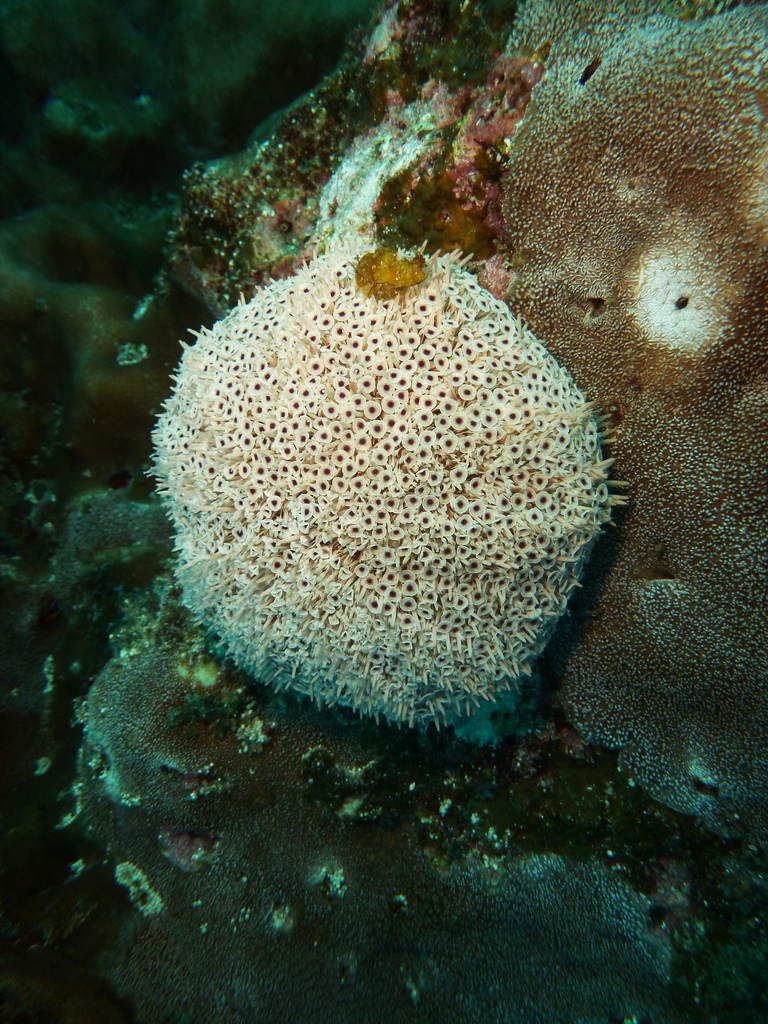 Rose Flower Urchin from Provinz Galápagos, Ecuador on July 28, 2023 at ...