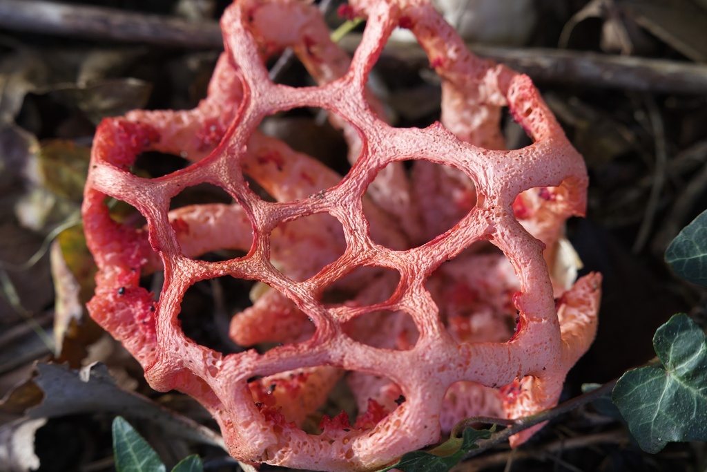 red-cage fungus from Cambridge, UK on November 3, 2023 at 09:38 AM by ...