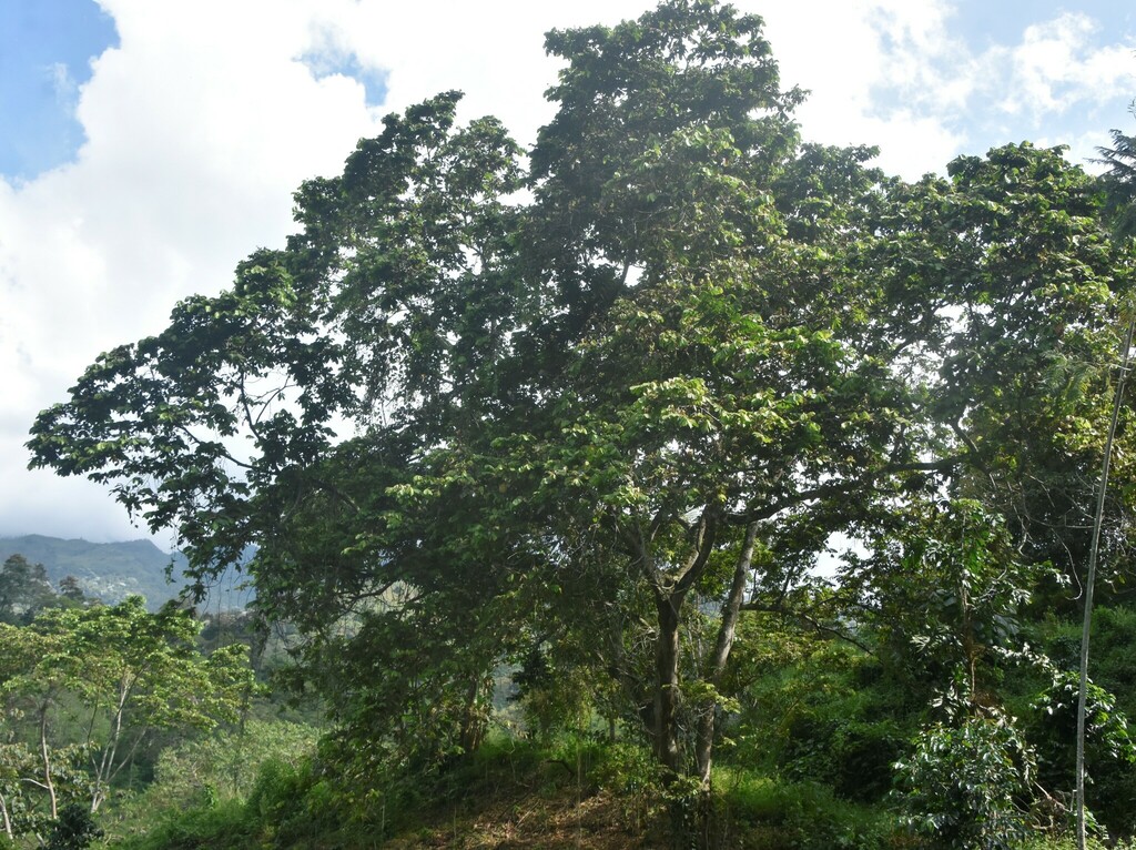 Trichanthera gigantea from Reserva Natural SoñArte Córdoba, Quindío ...