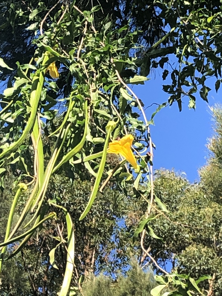 Catclaw vine from Dumfries Ave, Mount Ousley, NSW, AU on December 4 ...